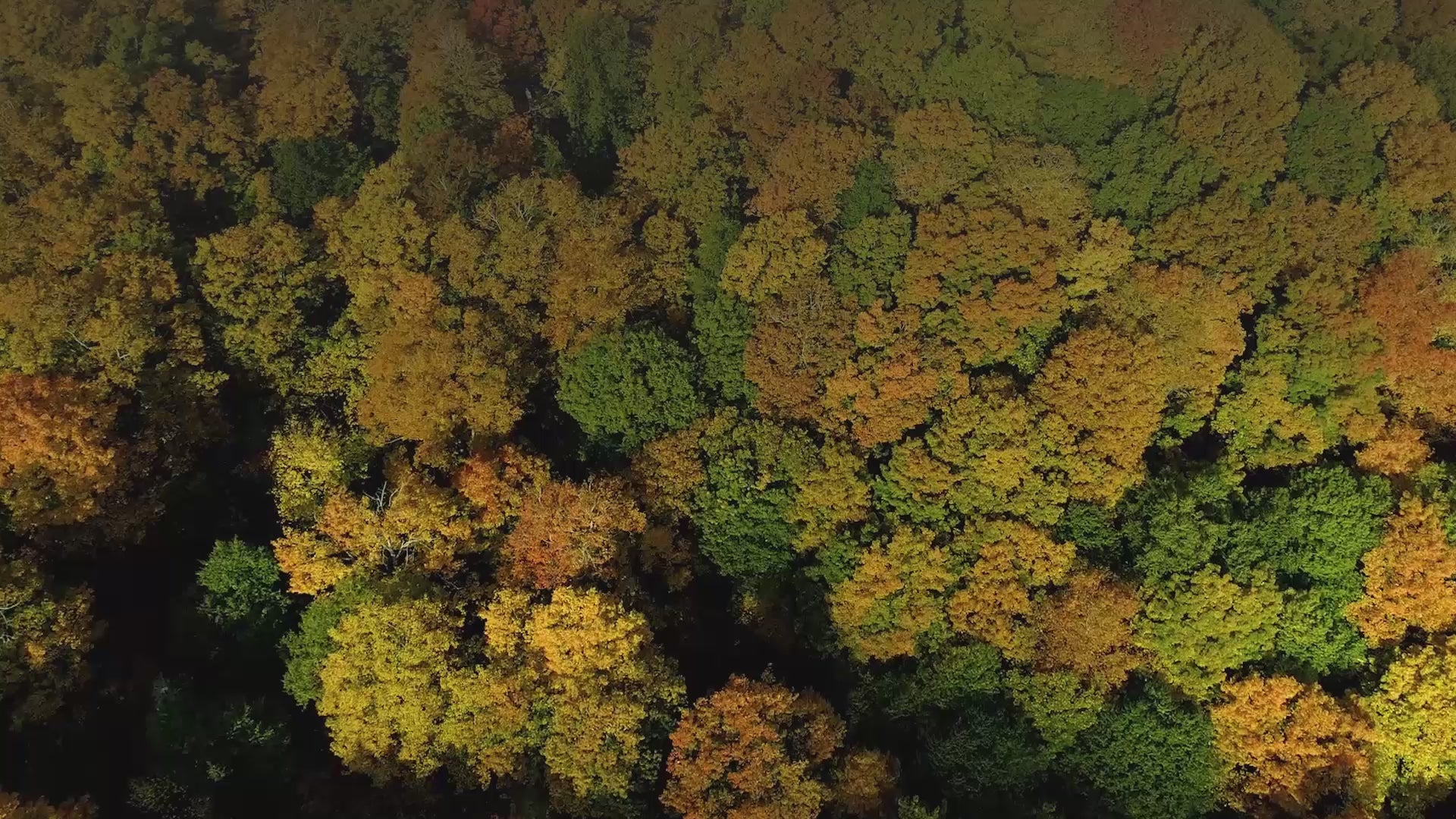 Great Harvest - Escuminac